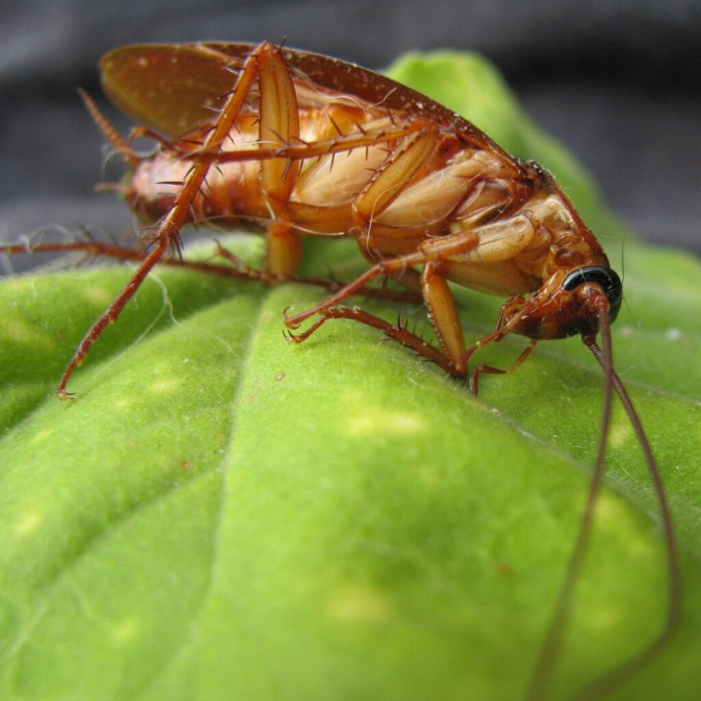 Cockroach Pest Control | Cockroach Exterminator - Tomcat Pest Control