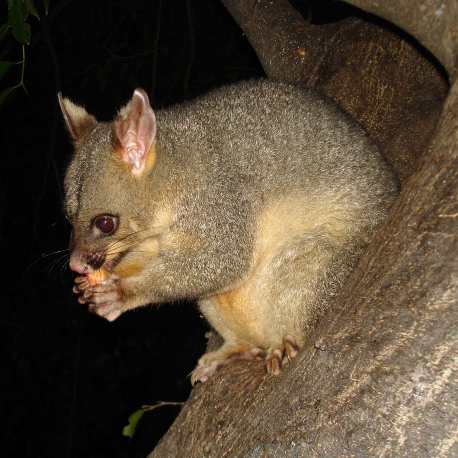 Possum Pest Control Possum Exterminator Tomcat Pest Control