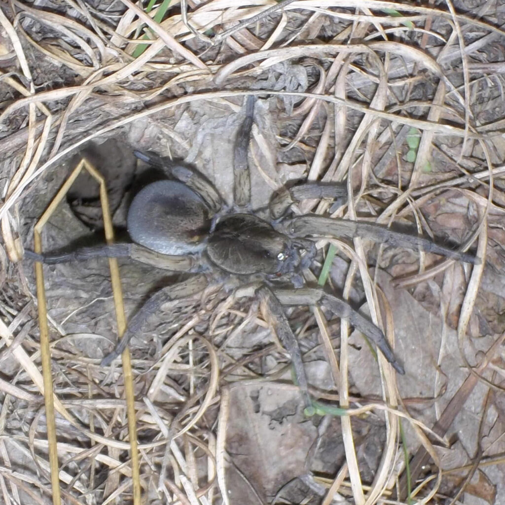 Pest Control For Your Home - Tomcat Pest Control