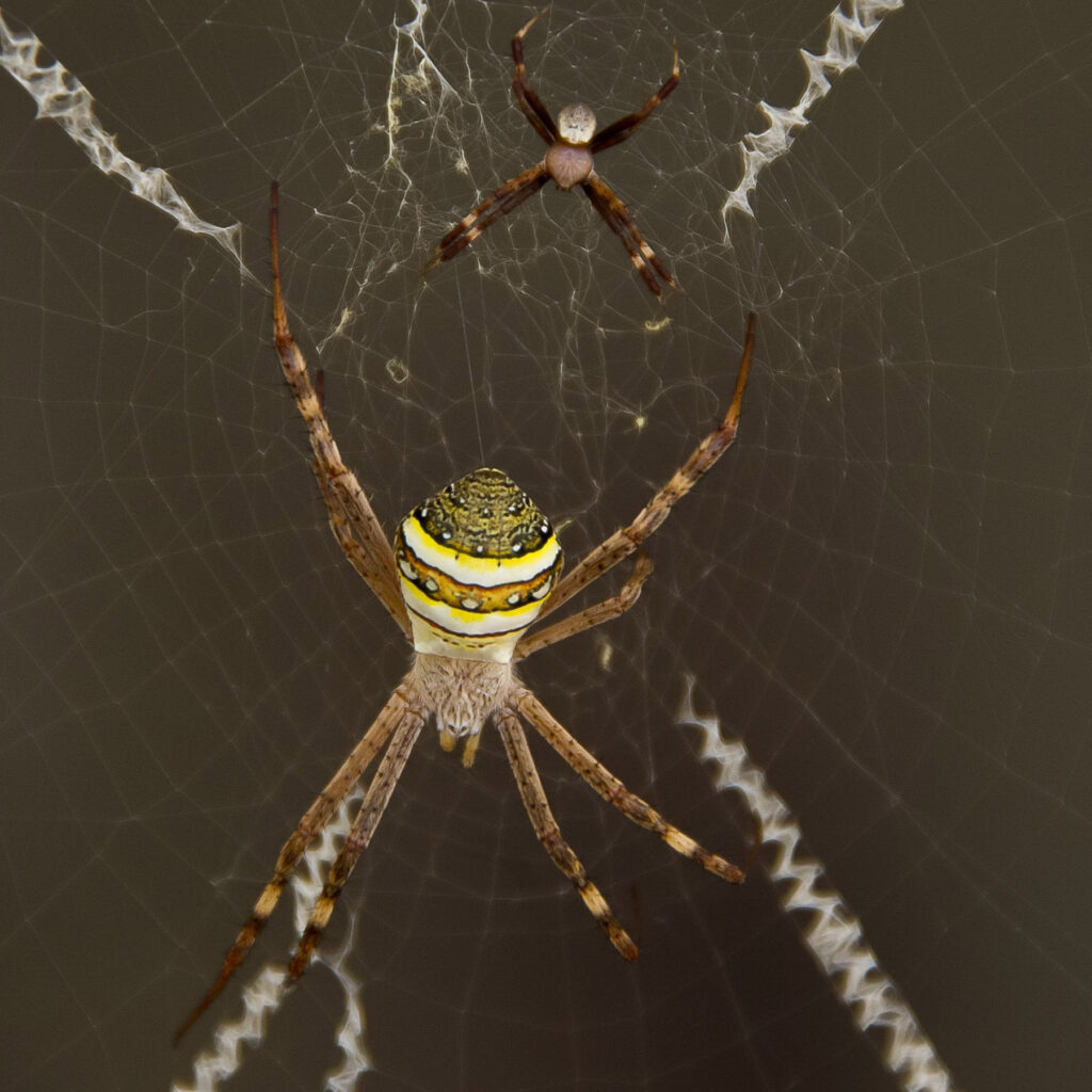 Pest Control For Your Home - Tomcat Pest Control